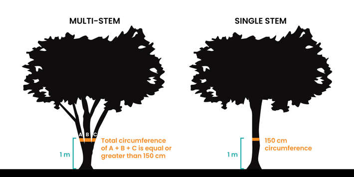 Significant tree permit - City of Port Phillip
